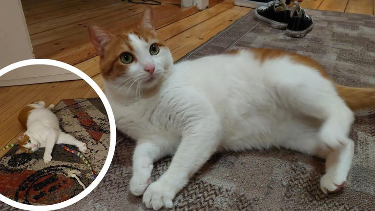Why cats roll on the ground to greet you