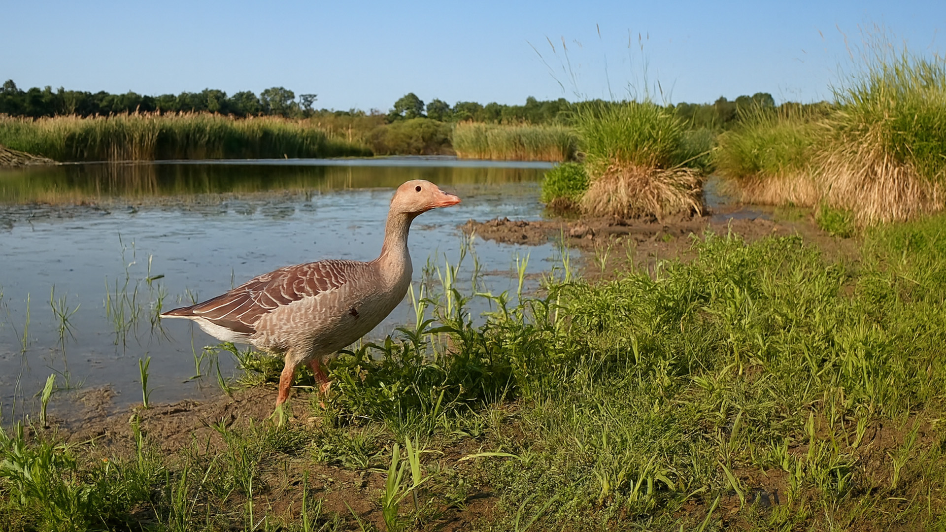 Simple Moments in the Wild by the River