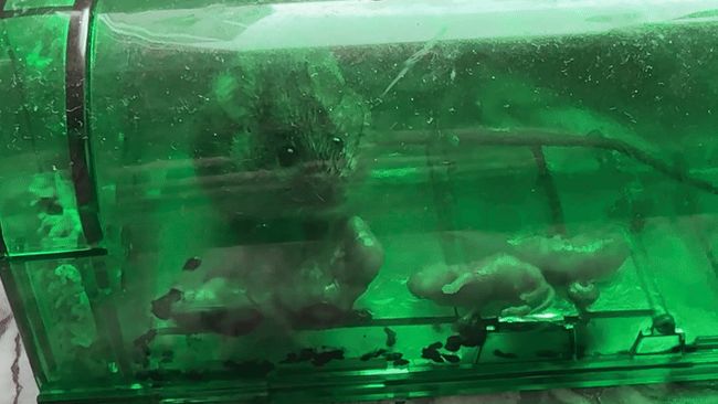 Momma Mouse Gives Birth to Babies in 'Humane' Trap