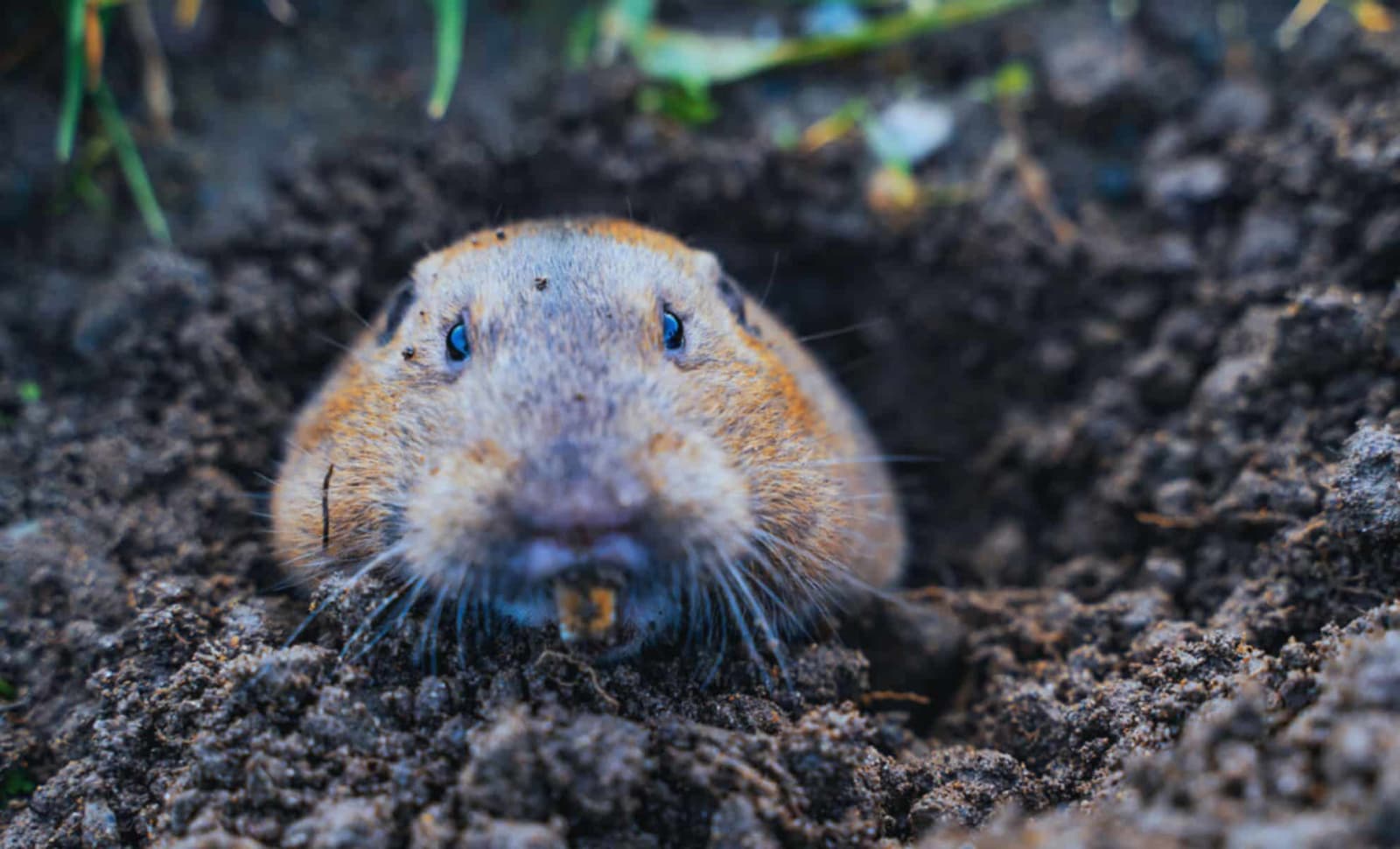 Scientists Dropped Gophers on a Volcano for Just 24 Hours — 40 Years ...