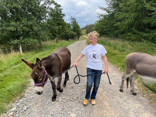 Walk 25 miles to help donkeys in desperate need - Safe Haven launches ...