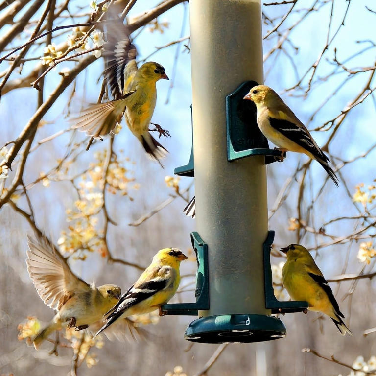 What “Birds of a Feather” Means and Where the Phrase Came From