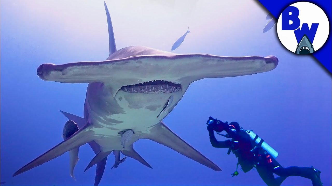 Rare Hammerhead Shark Encounter Caught on Camera