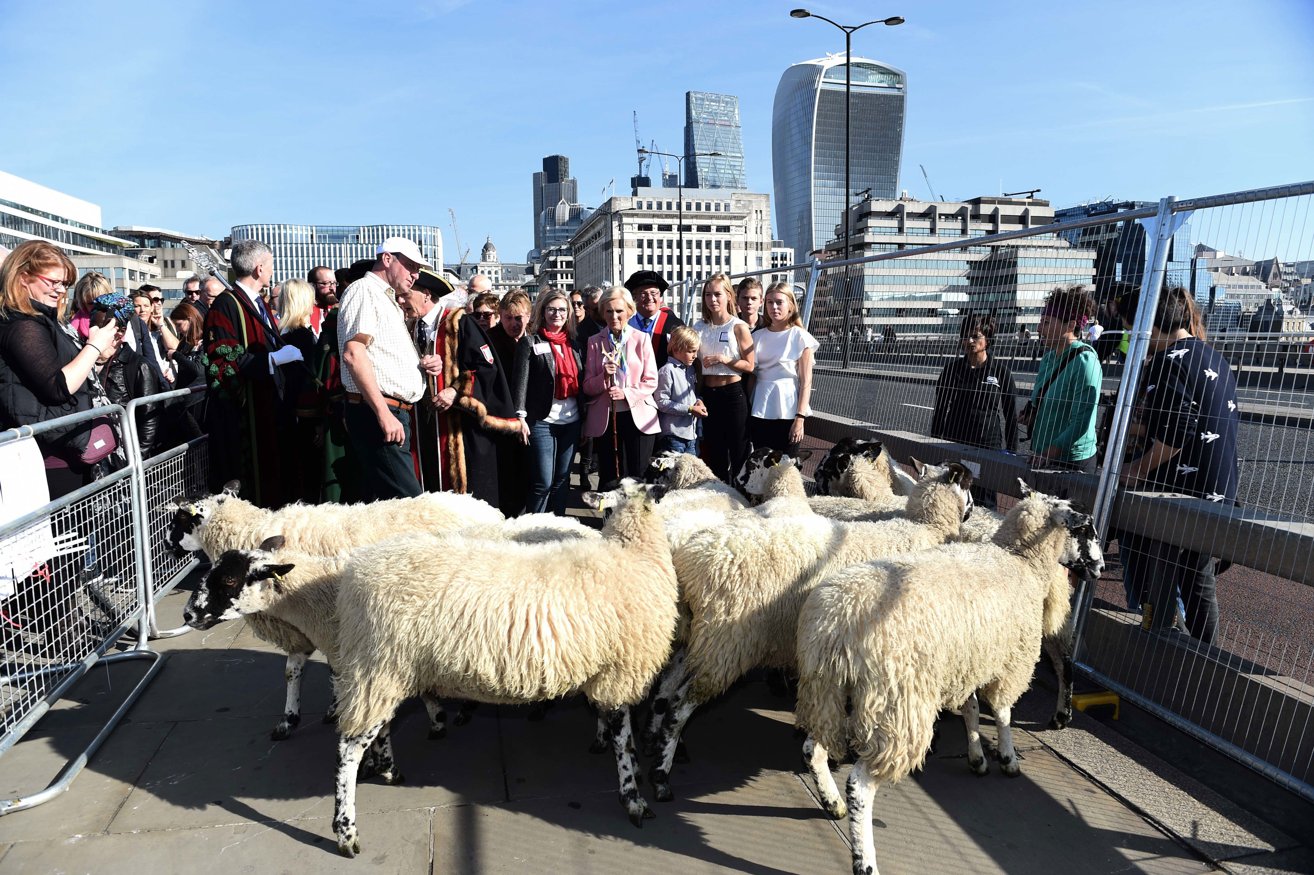 London Sheep Drive 2025 returns this weekend: Start and finish times ...