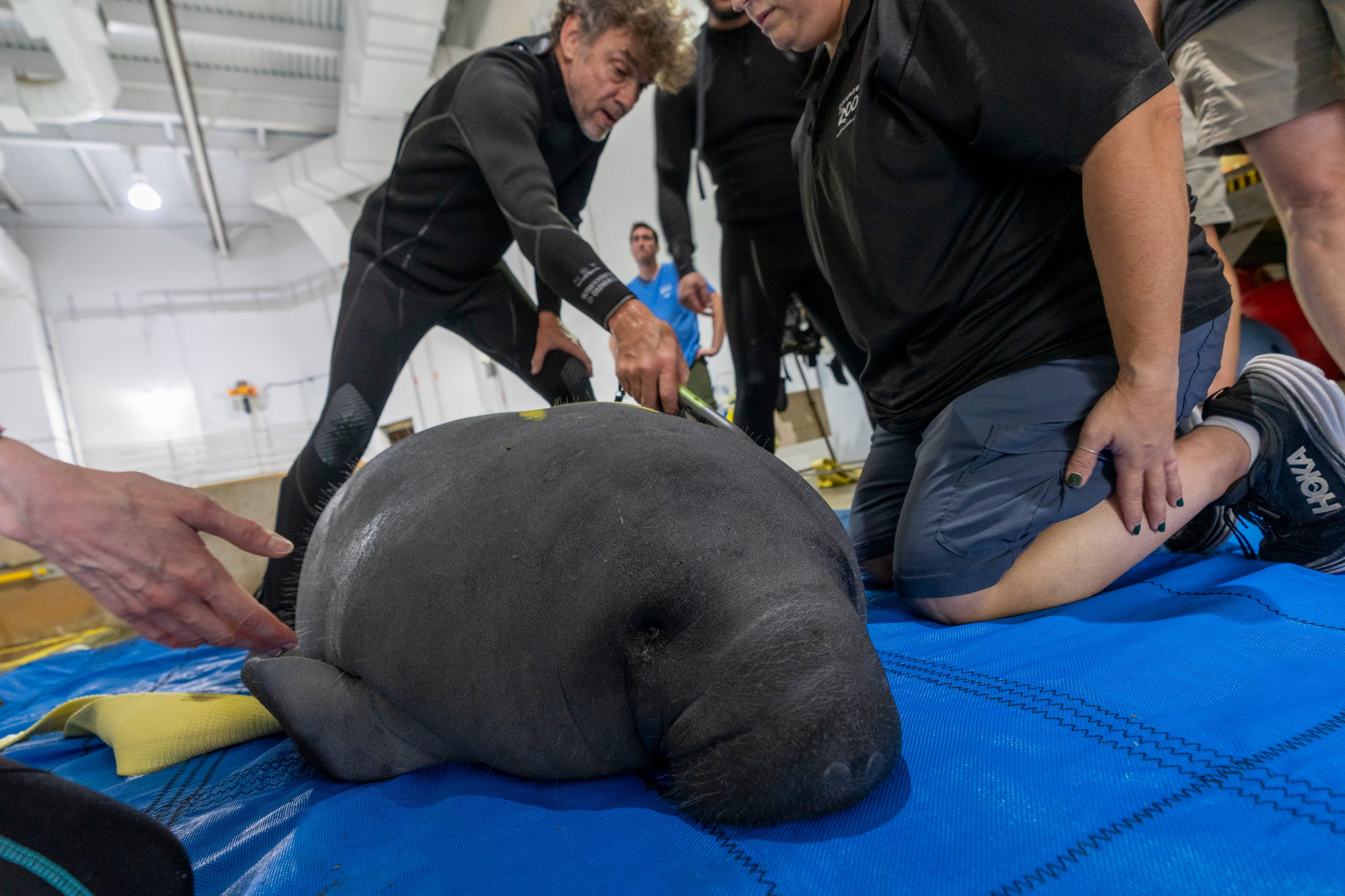 Six orphaned manatees at Columbus Zoo preparing to return to Florida ...