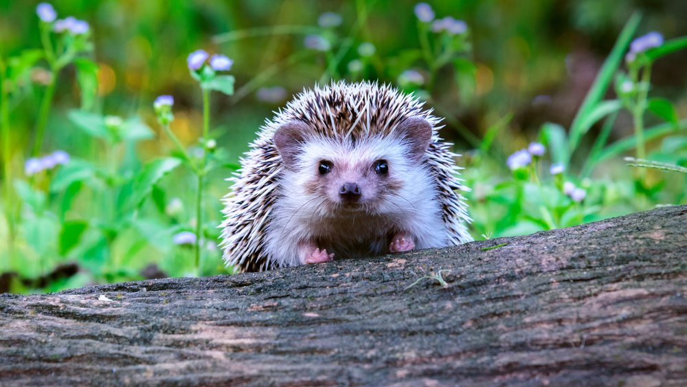 Igel im Garten: Was jetzt zu tun ist