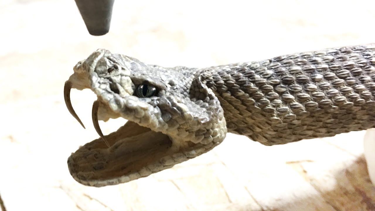 Rattlesnake Cut In Half With 60,000 PSI Waterjet - whats inside a ...
