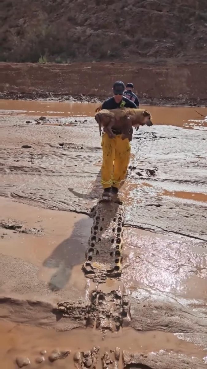Watch: Senior dog rescued from deep mud pit in Utah