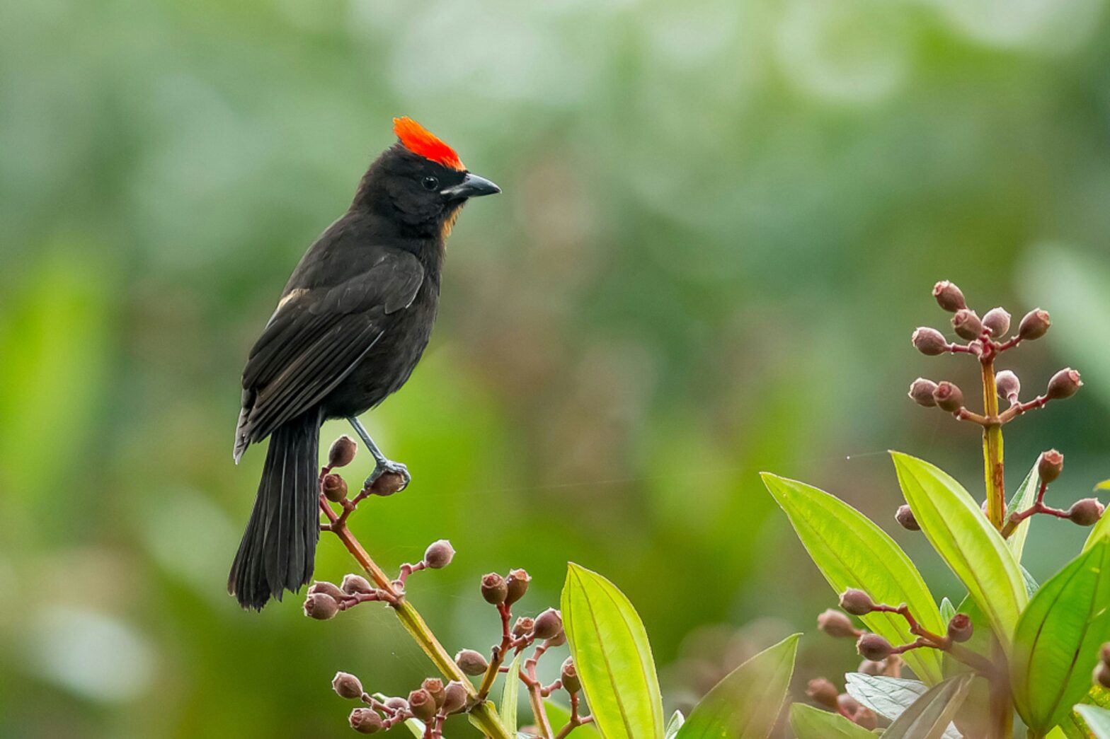 Fall Migration: 6 Bird-Watching Destinations In The US