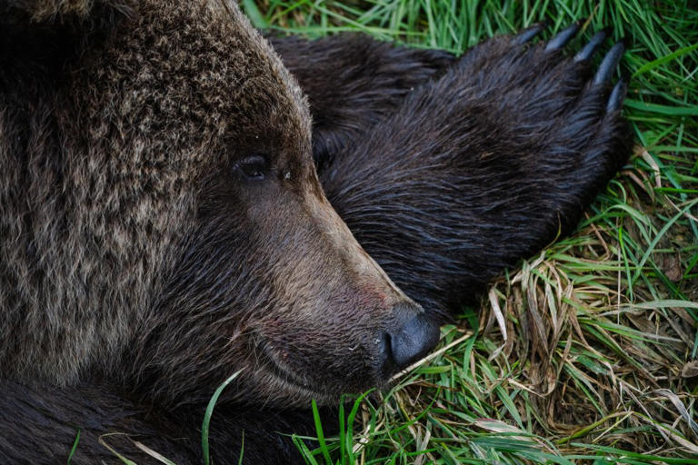Fat Bear Week returns: How big bears highlight the importance of a ...