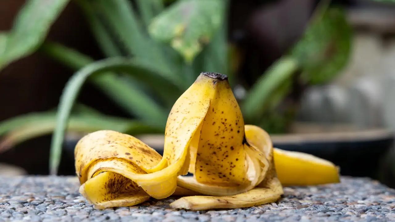 The Truth About Using Banana Peels as Fertilizer