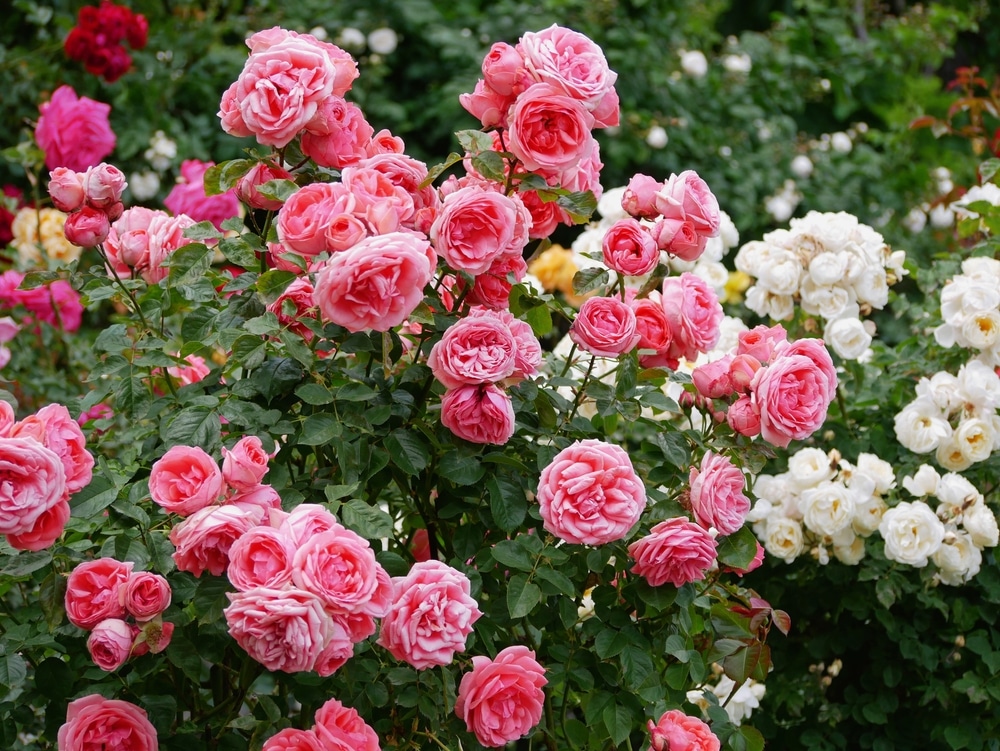 The World’s 10 Most Common Edible Flowers