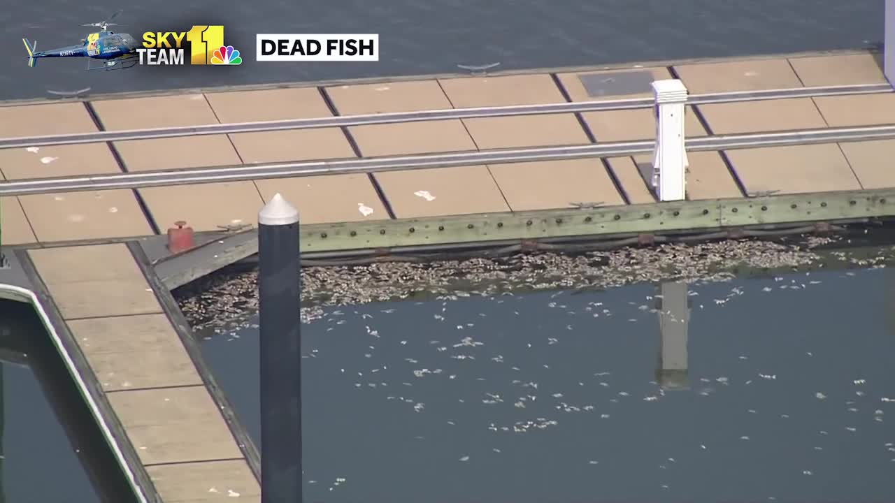 MDE: Dead fish not caused by pollution event