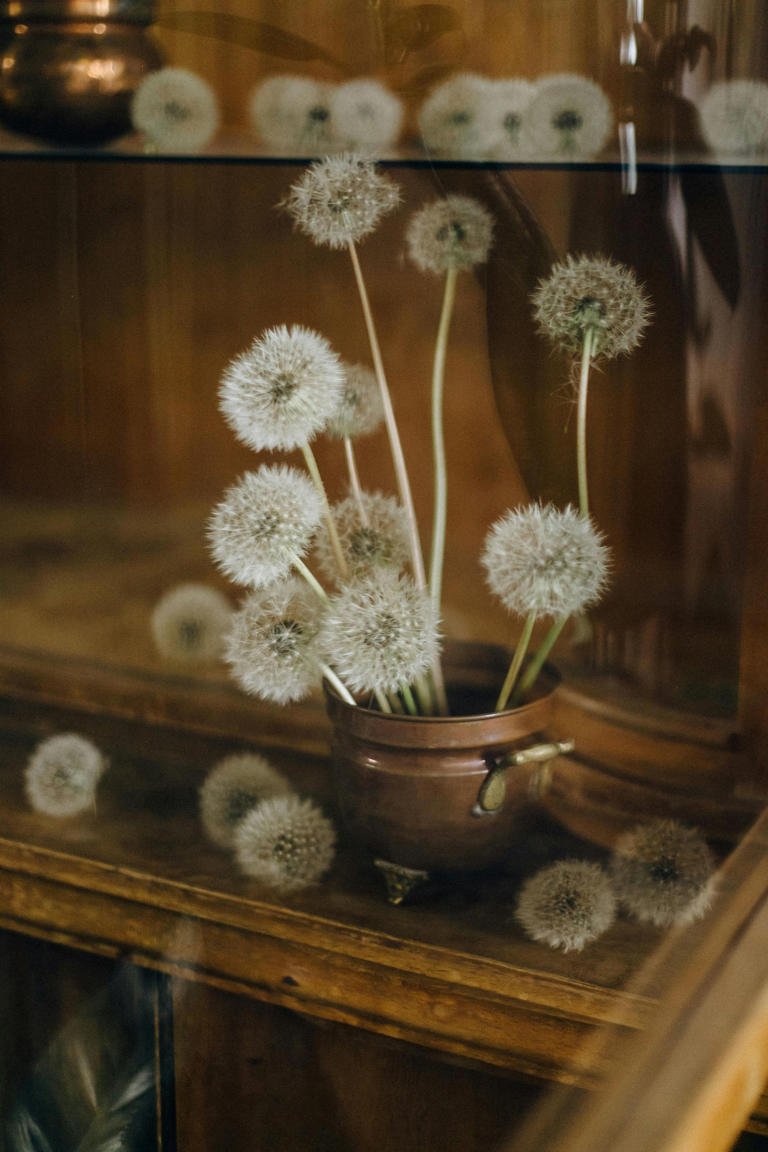 Diente de león: la flor que el Feng Shui recomienda tener en tu cocina ...