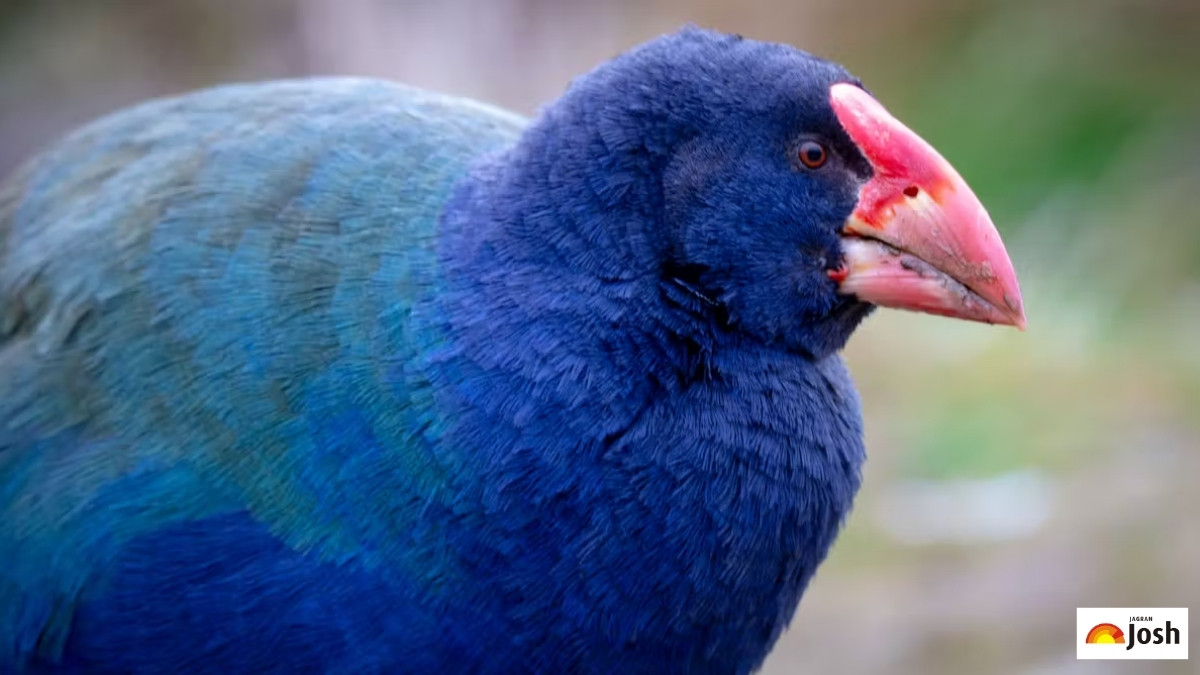 List of Top 10 Flightless Birds in the World, Check Here!