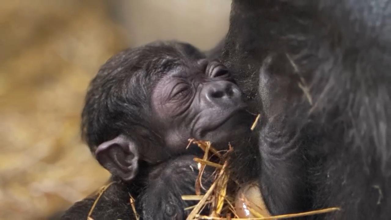 Endangered Western lowland gorilla baby born at Cincinnati Zoo ...