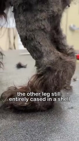 You Won't Believe This Extremely Matted Dog's Transformation...