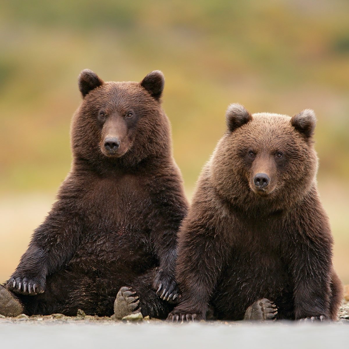 Fat Bear Week Is Here! Get Ready to Vote for Your Favorite Chonky Grizzly