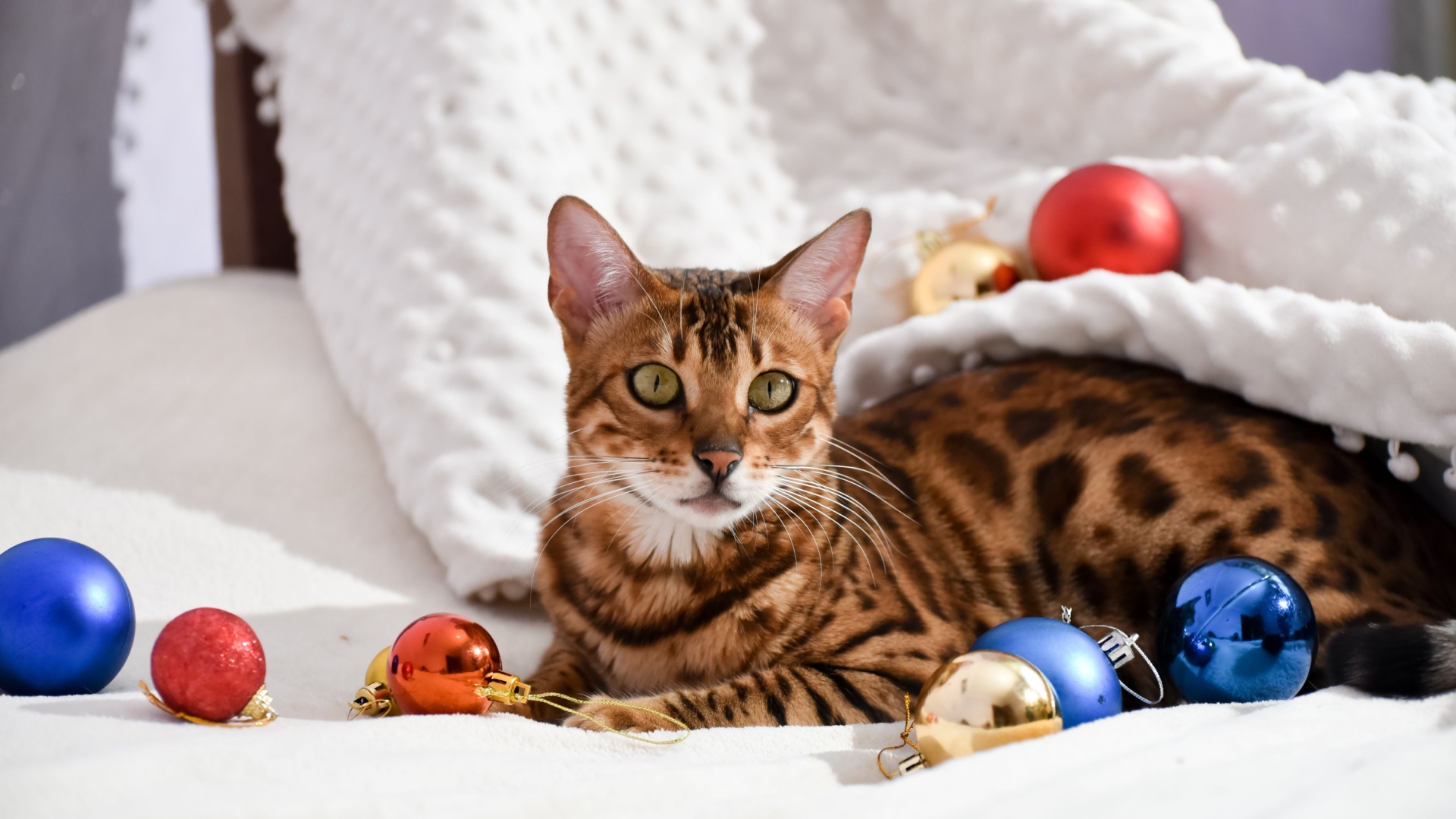 10 Cat Breeds That Act More Like Dogs