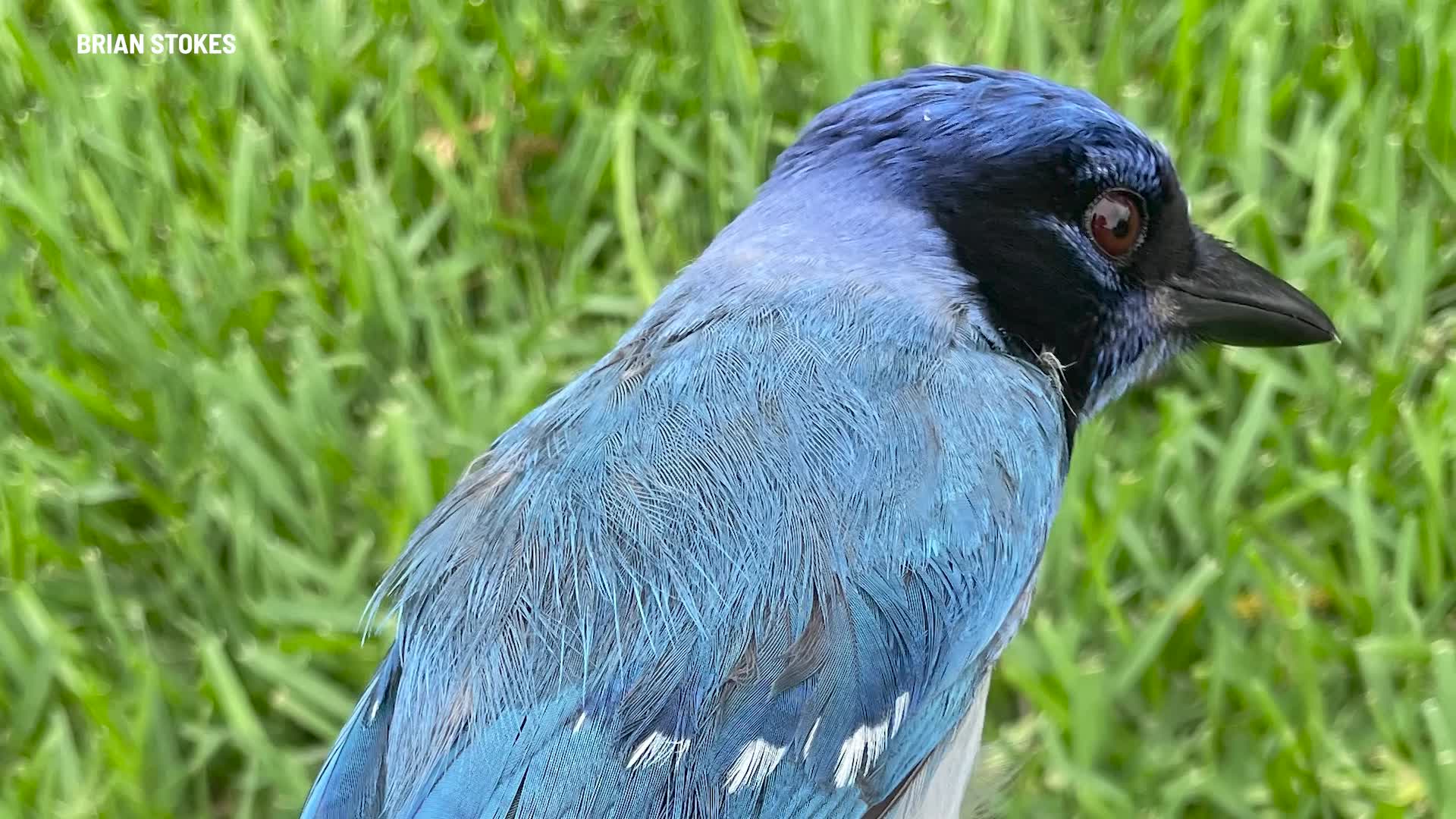 What's a 'Grue Jay'? Introducing the new hybrid love child of the Blue ...