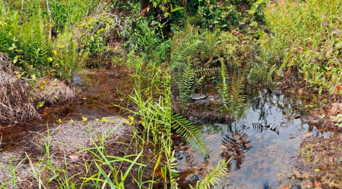 ‘Remarkable' creature found in puddle surrounded by trash is new Brazil ...
