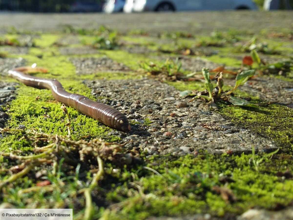 D’où vient l’expression "le ver est dans le fruit" et que signifie-t-elle