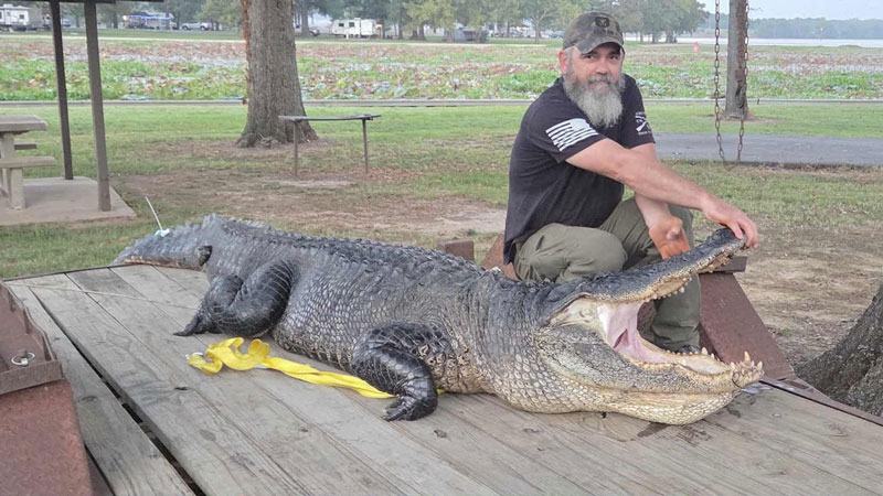 Arkansas hunters check 162 alligators in first weekend of season