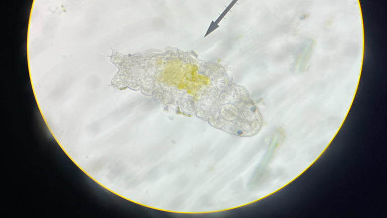 Scientists uncover bacteria surviving in space vacuum