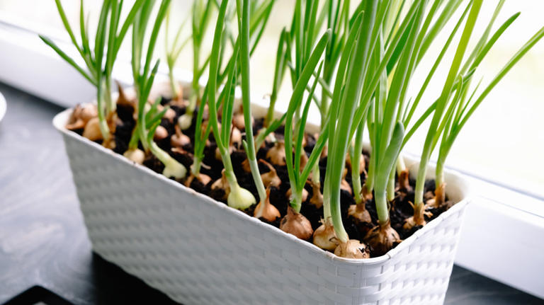 The Best Varieties Of Onion To Grow In Containers