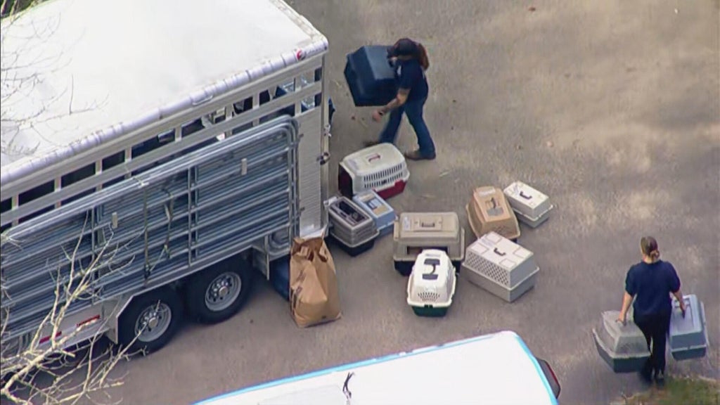 115 animals removed from Massachusetts property amid animal cruelty ...