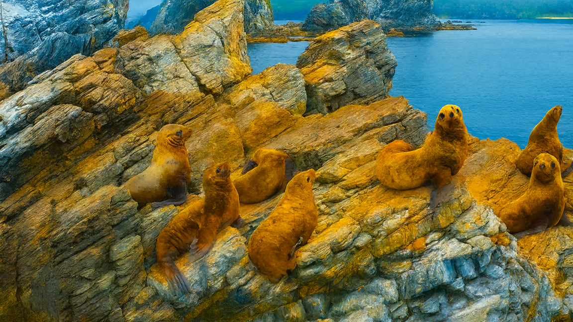 Wild Sea Lions – Life on the Rocky Shores (4K)