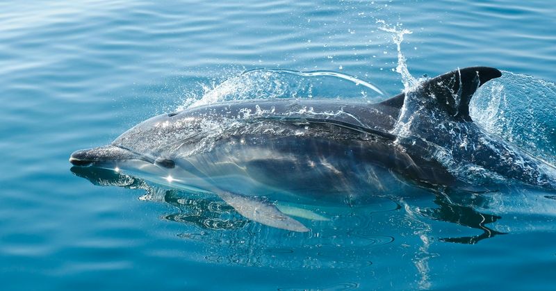 15 Of The Smartest Animals In The World