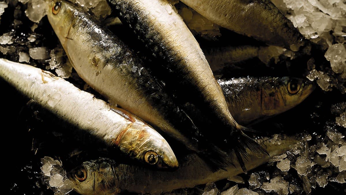 Florida wins if President Trump protects the country’s forage fish | Column