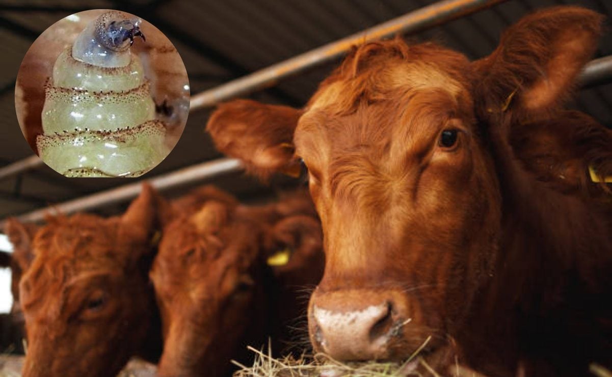 Agricultura acuerda nuevas acciones para blindar ganado del gusano ...