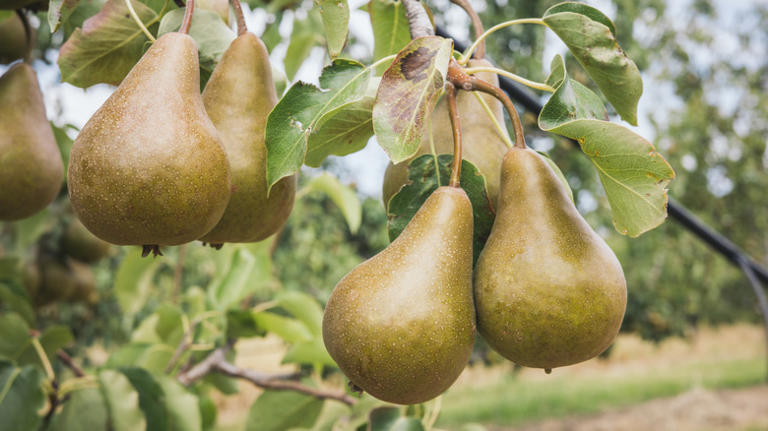 Why Fall Is The Perfect Time To Plant A Pear Tree In Your Yard