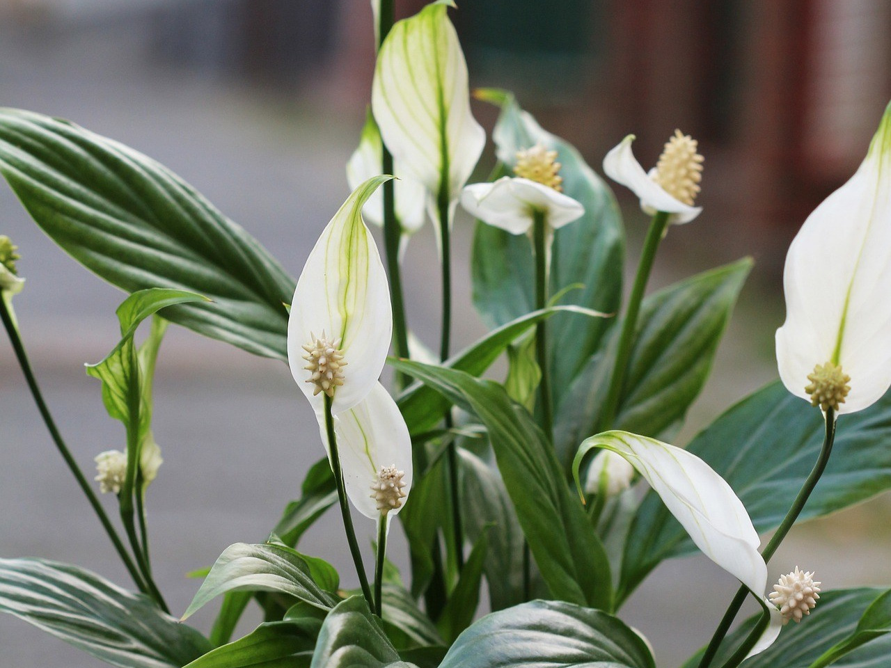 Skrzydłokwiat ginie zimą w polskich mieszkaniach. Ten błąd popełniasz ...
