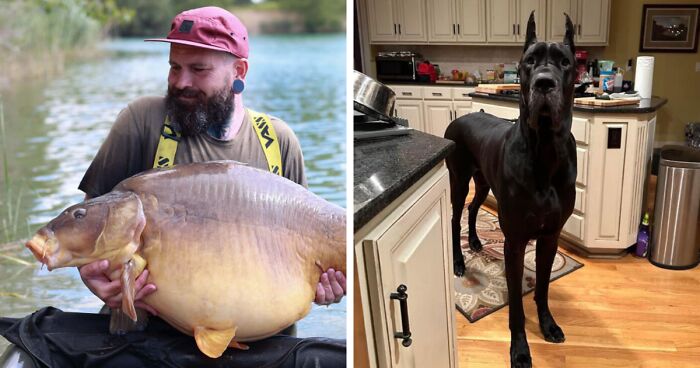 “What Did They Feed This Guinea Pig?”: 48 Oversized Animals That Have ...