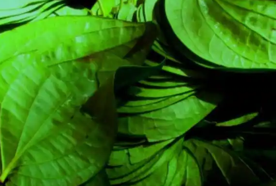 Paan Leaf Benefits: Paan leaves are a boon for these 7 people; the ...
