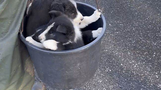 Scottish Shepherd Delights Visitors With Bucket of Puppies