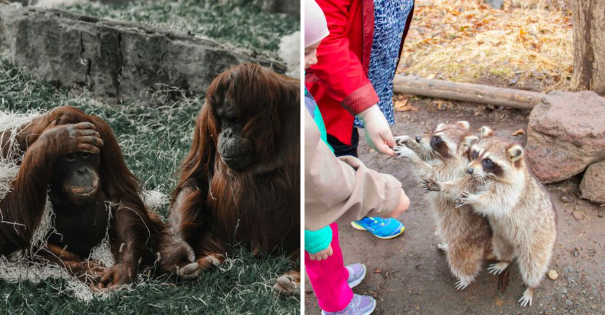 15 Of The Smartest Animals In The World