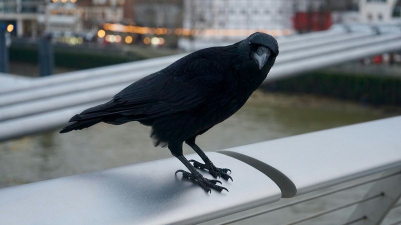 15 Of The Smartest Animals In The World