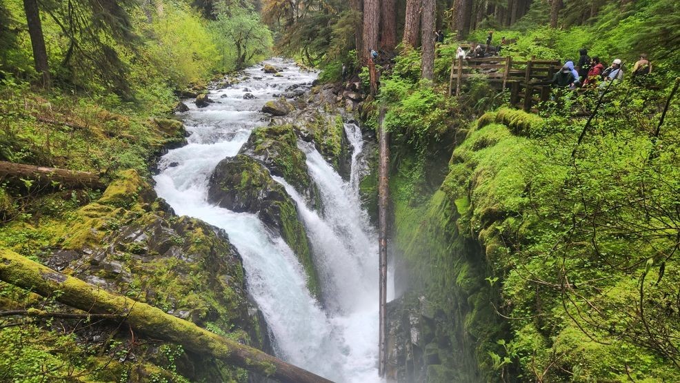 U.S. Forest Service urged to halt Trump administration plans ...