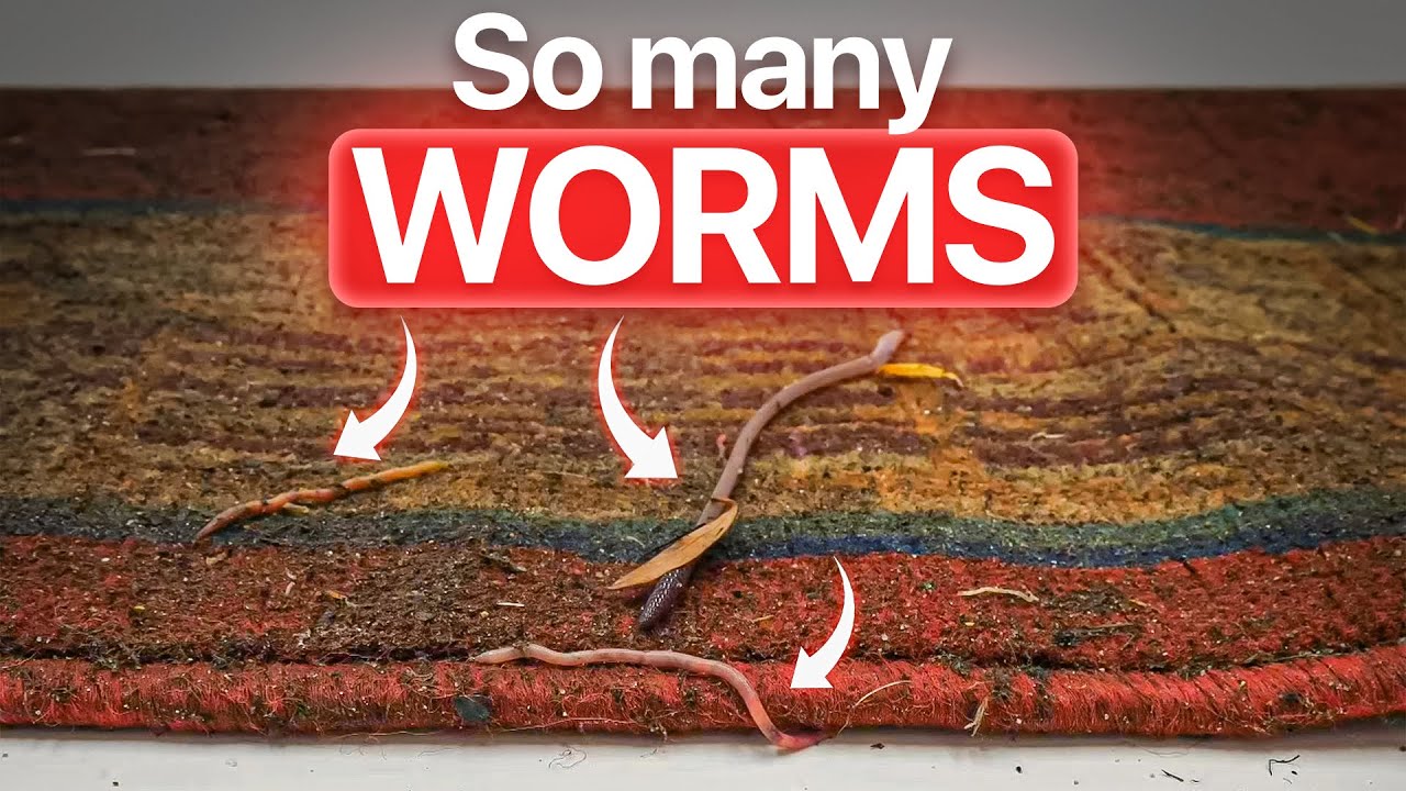 Worm Infested Rug Gets Restored!