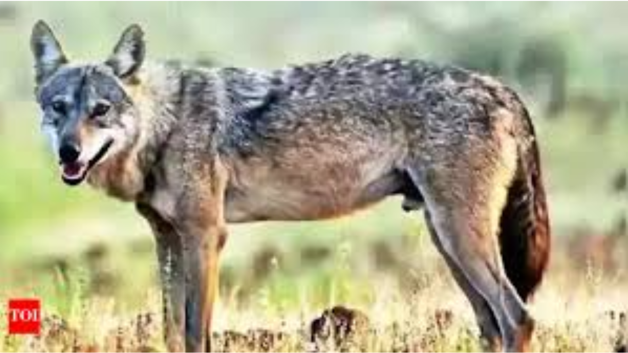 UP: Wolf which killed 4 kids found dead in Bahraich; autopsy ordered