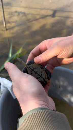 Epic Carp Rig Fishing Montage: Mastering the Art of Carp Angling