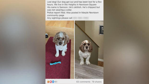 The search for Samson: How a thermal drone pilot reunited a lost dog ...