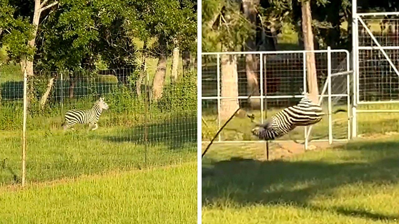 Un zèbre saute de manière spectaculaire par-dessus une clôture