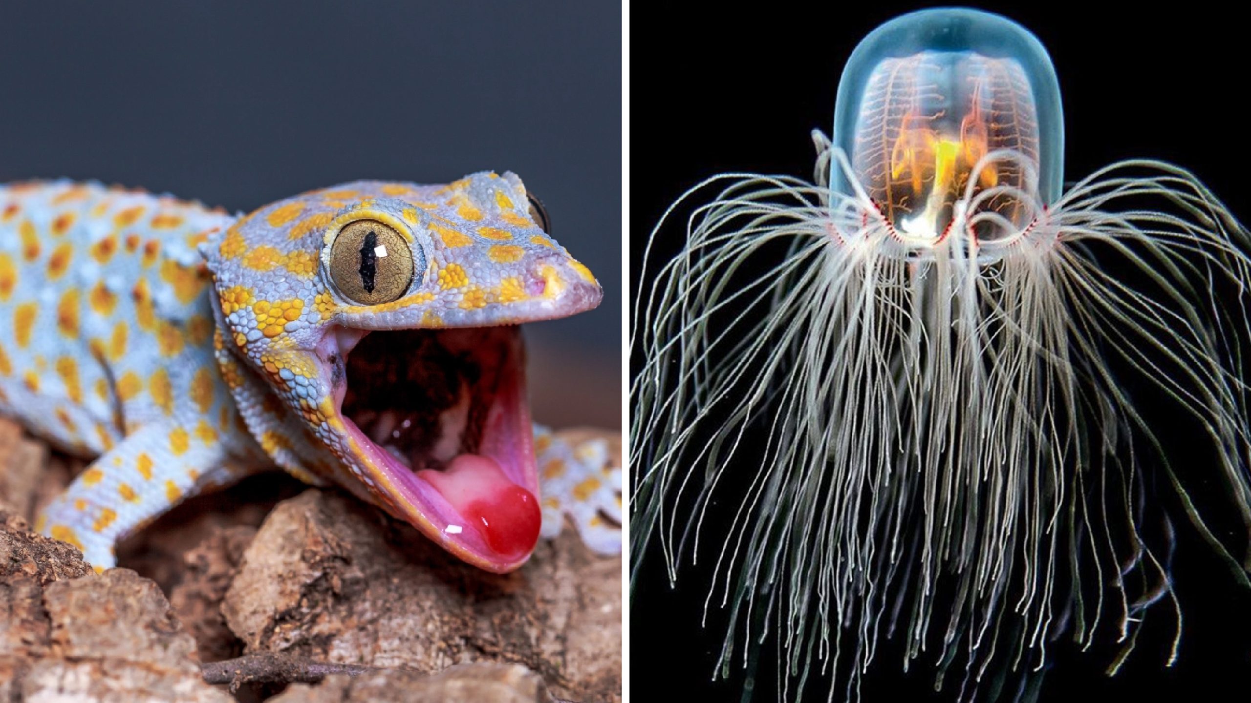 Weird and wonderful animal facts for some extra knowledge