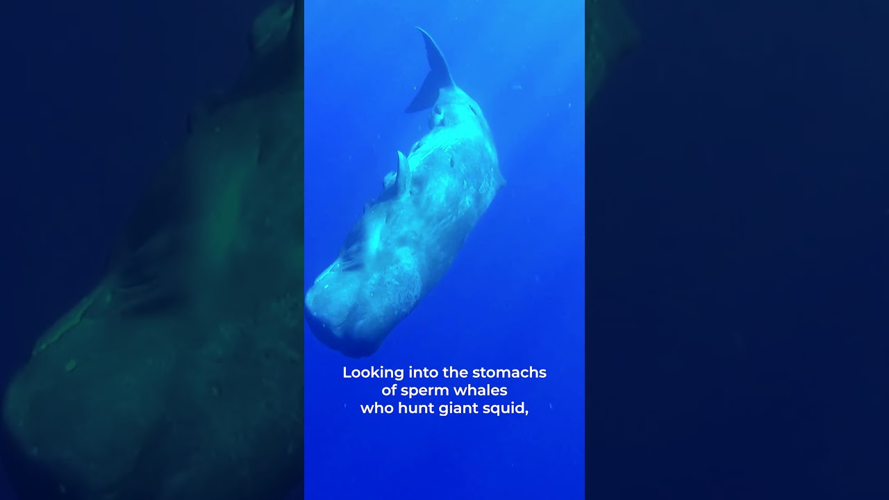 How Giant Squid Became One Of The Ocean’s Most Abundant Hidden Predators