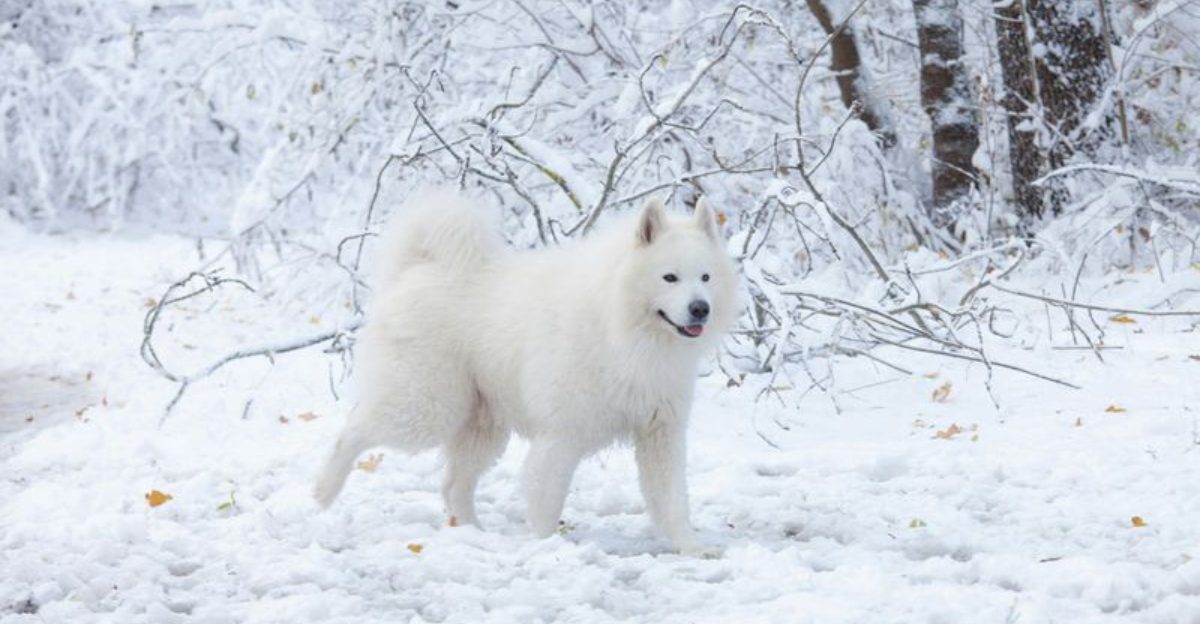 24 Dog Breeds Known for Their Naturally White Coats